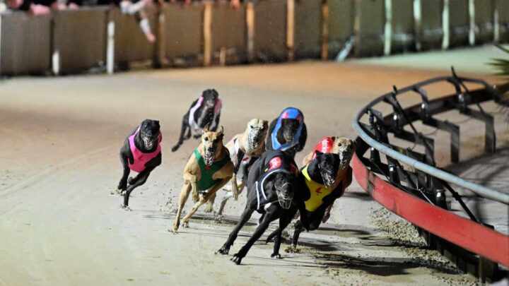 Lights go out on Dapto Dogs - Starts at 60