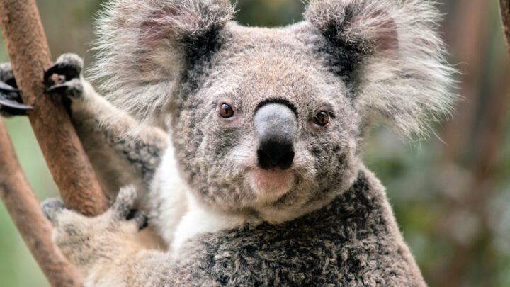 Three classic Aussie jokes guaranteed to give you a laugh - Starts at 60