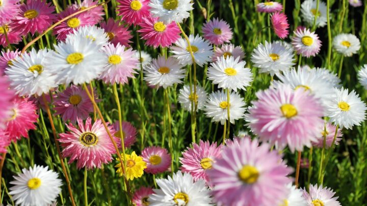 How to Grow Everlastings in Autumn in Australia: Easy Guide for ...