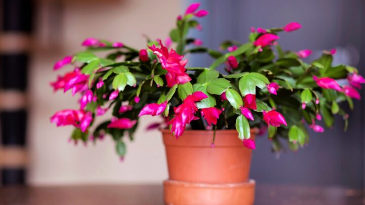 Christmas Cactus in Bloom: Expert Tips for Bigger, Brighter Flowers ...