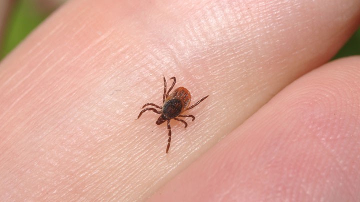 The warning everyone must read about ticks - Starts at 60