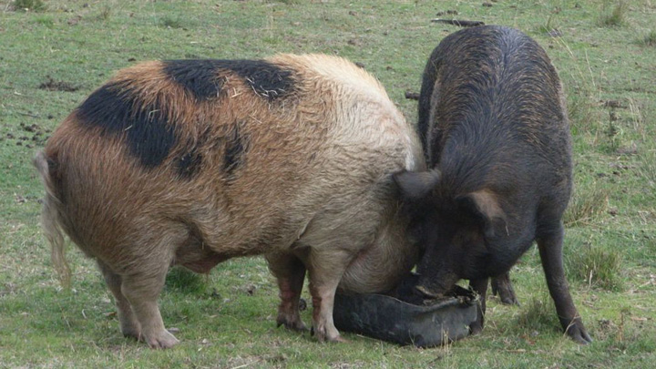 My three little pigs - Starts at 60